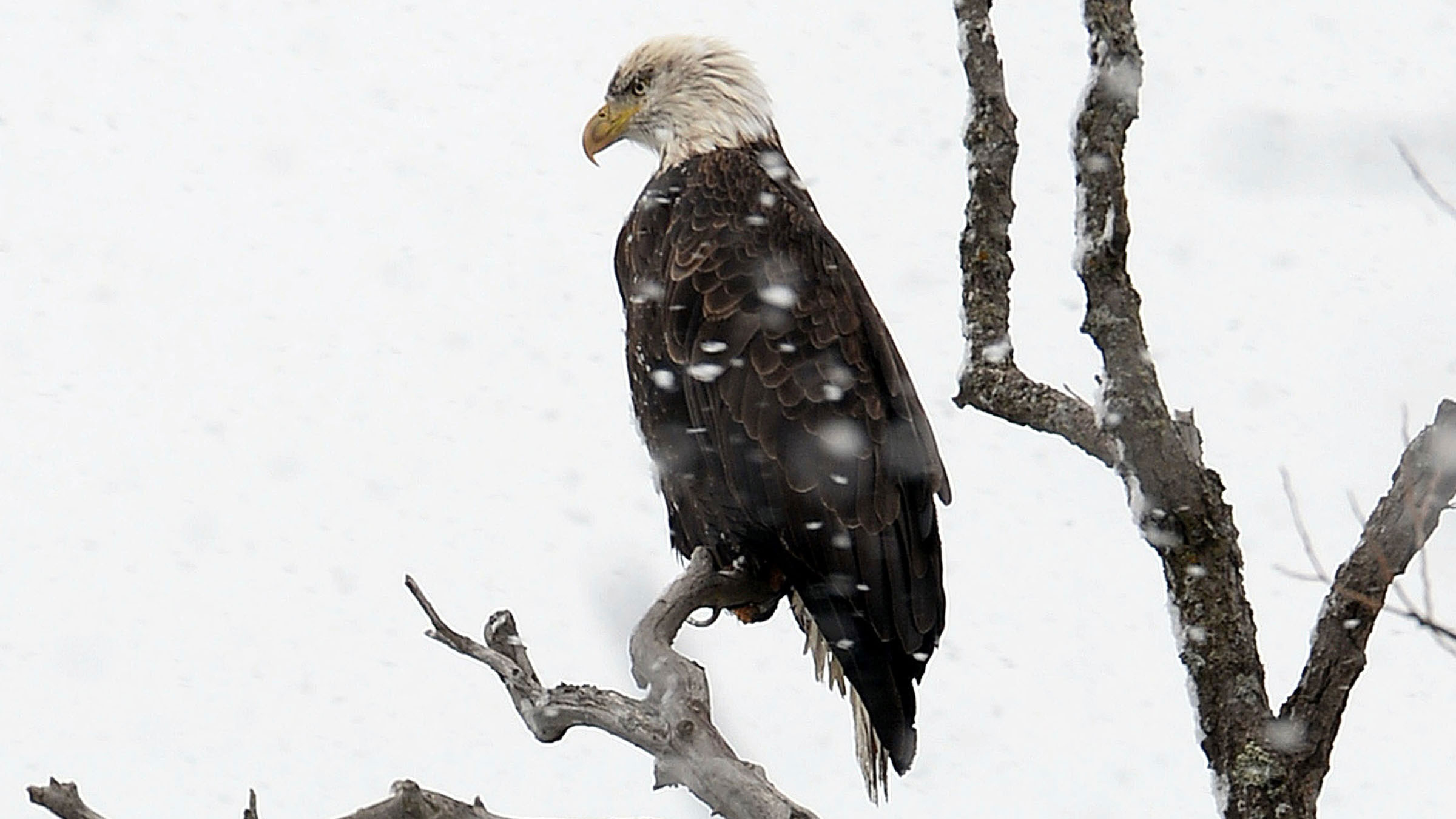 Sutton Christmas Bird Count records 57 species » Georgina Post