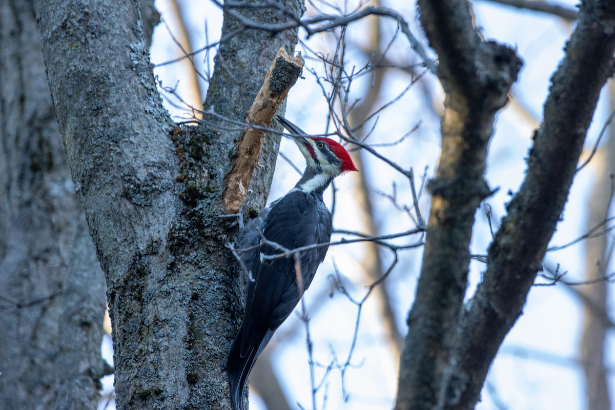 The 2023 Annual Sutton Christmas Bird Count (C.B.C.) Report » Georgina Post
