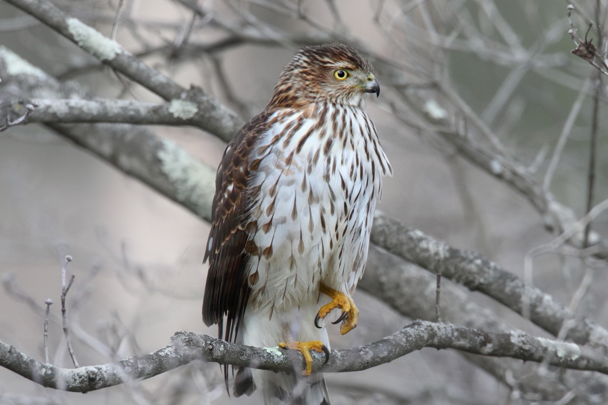 The 2025 Annual Sutton Christmas Bird Count (C.B.C.) Report » Georgina Post
